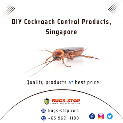 Getting Rid of Cockroaches with DIY Pest Control Products in Singapore ...