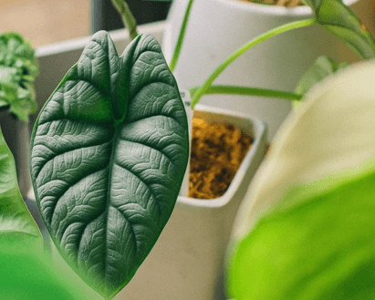 The Dragon Scale Plant: Enchanting Beauty and Care Tips. - Plantsvila ...