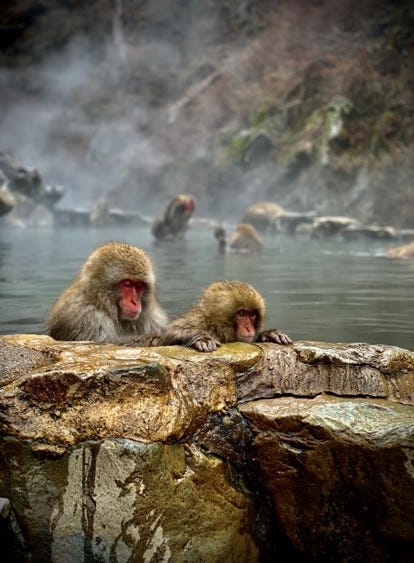Experiencing the Hot Spring Spa Loving Snow Monkeys of Japan | by Susan ...