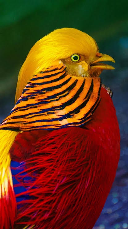 Most Glorious Animals That Shine Like Gold | by Nm | Dec, 2024 | Medium