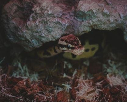 Ball Pythons Make Ideal Pets For Beginners | by Veterinary Innovators ...