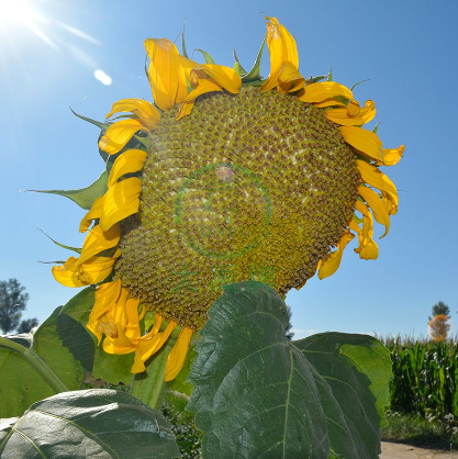 How Fast Do Sunflowers Grow?. One of the most beautiful and happy… | by ...