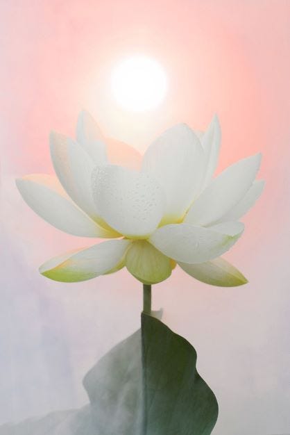 Flowers: LOTUS The lotus flower is considered a symbol of (re)birth ...