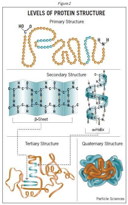 How AI Solve the “50 years old Protein Folding Problem” With AlphaFold ...
