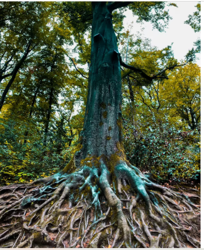 Roots of Life. Loving relationships are key to… | by WahWoman | Medium