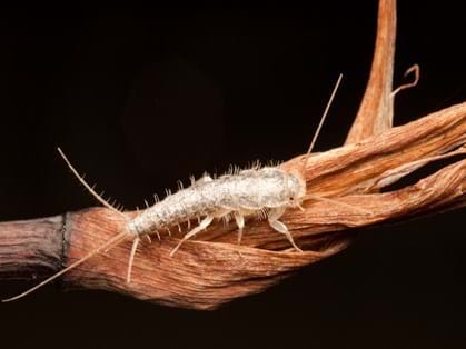 How to Get Rid of Silverfish. Silverfish are metallic or “silvery” in ...