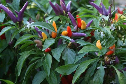 082133374742 | gambar cabe | by lave flora | Jualbibitcabe | Medium