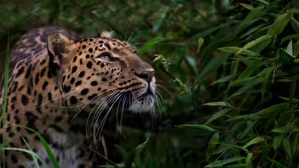 The Awkwardly Shy Supercat: A Spotlight on the Amur Leopard | by Stuff ...