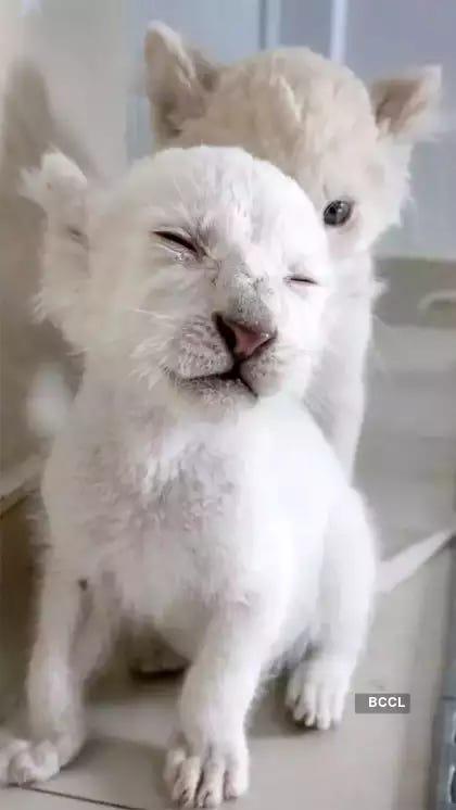 10 Most Expensive Animals in the World | by Fakhar Hayaat | Nov, 2024 ...