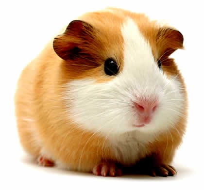 O Porquinho da Índia. Os porquinhos da índia são pequenos e… | by ...