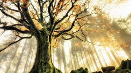 Lessons from a tree. A tree is always true to itself. | by Dale ...