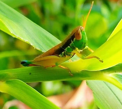 Exotic Grasshopper This locust always makes me fall in love. Bright ...