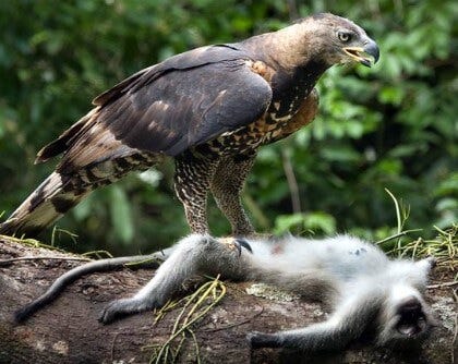 Top 10 Small But Strong Animals In 2024 (With Pictures) | by Shabbir ...