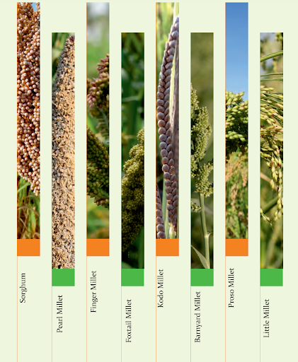 Why Millets are more than just a craze | by Praful | Medium