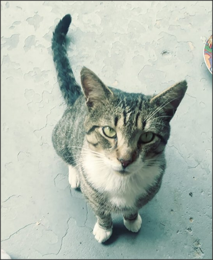 Rescuing Stray Cats Is Hard, but Necessary | by Sandra Wade | Medium