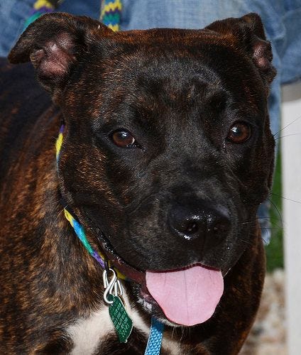 Terrance needs a new home | by Admin | Northeast Times | Medium