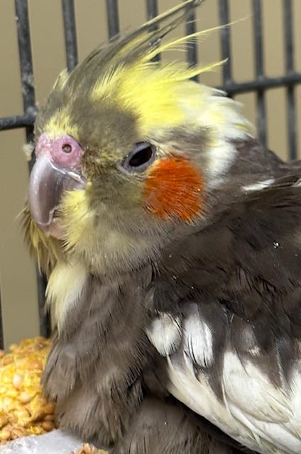 DISABLED BIRDS. Caring For Disabled Birds | by Sarah Ouellet | Medium