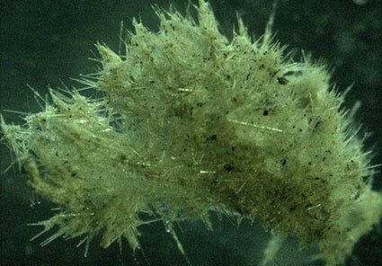 Indian Sponges, Aquatic Animals. Indian sponges, belonging to the ...