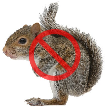 Control Squirrel Infestation At Your Place With The Professionals | by ...