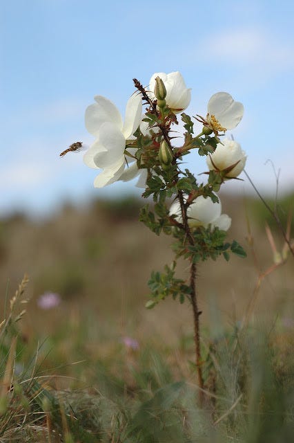 Burnet Rose. A spiny wild rose that grows on… | by John Welford | Medium