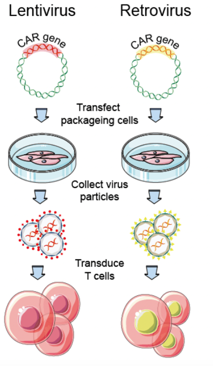 Manufacturing of CAR-T Cell Therapies — A very general overview. | by ...