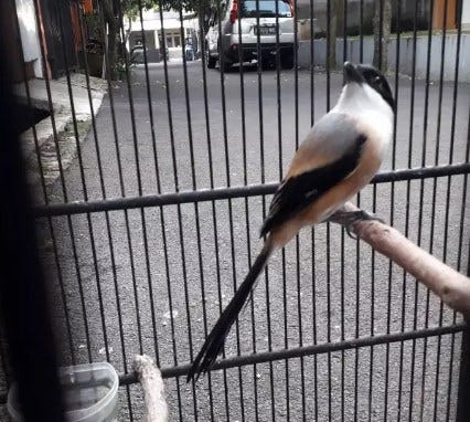 Cara Perawatan Burung Cendet Yang Baik | by Omkicau Indonesia | Medium