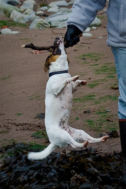 Tenacity. Why does it help to have tenacity? | by Stephanie Trimble ...