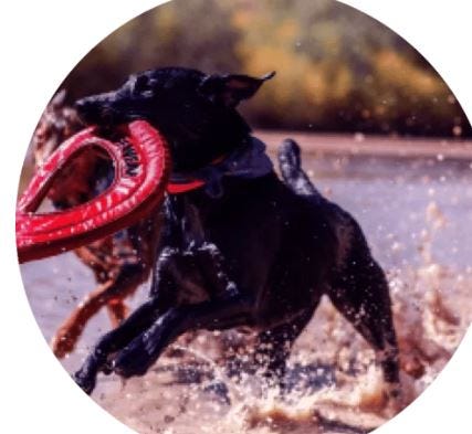 Self Wash Stations for Dogs - Skiptown Info - Medium