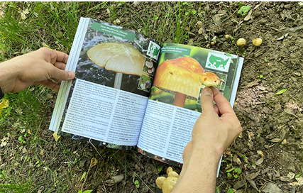 Unleash Your Inner Forager: Exploring the Delectable World of the ...