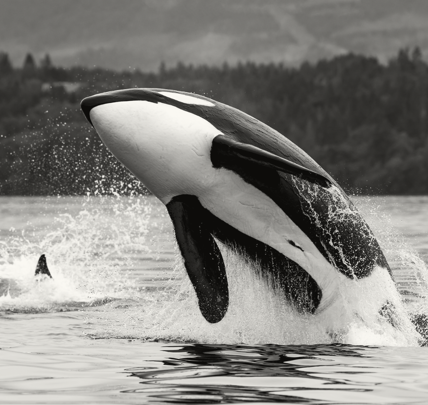 My Seal Theory. Orcas have always been my favorite… | by Savvy Sains ...