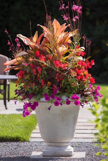 Long Blooming Annuals For Containers