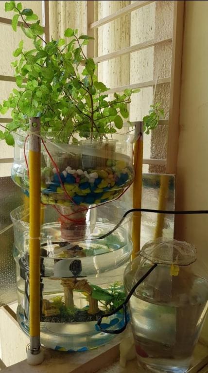 My Budget Lockdown Project — Aquaponics | by Aarav Gandhi | May, 2025 ...