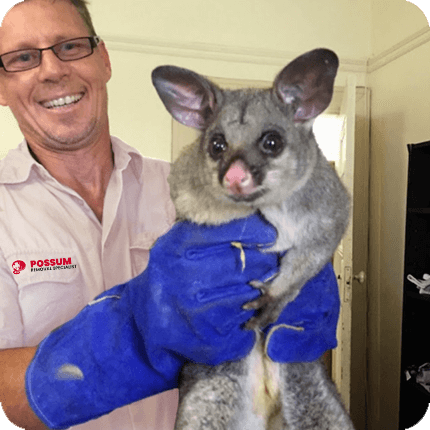 Living in Harmony: How to Coexist with Possums in Your Neighborhood ...