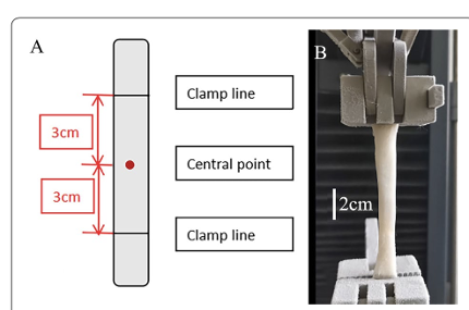 Study and design for freeze clamp 綜觀能有效固定肌肉組織的東西，除了freeze clamp就是 ...