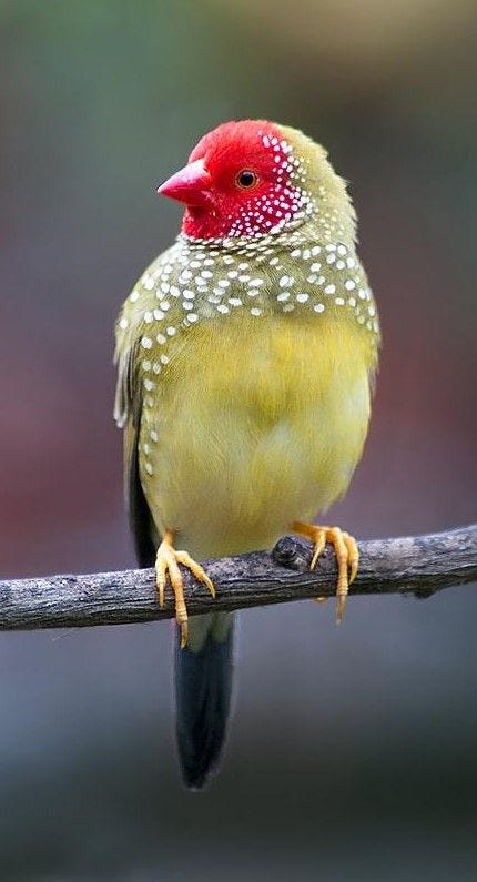 The Star Finch: A Jewel Among Finches | by Hezal Khan | Sep, 2025 | Medium