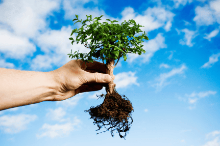 Choosing the Right Trees for Your Landscape | by Orellana Tree Service ...