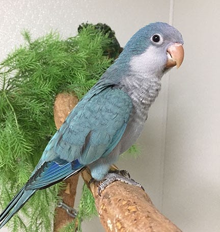 Red Quaker Parrot