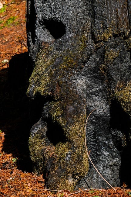 Lessons of Fire, Teachings of Forests: Personal and Cultural Benefits ...