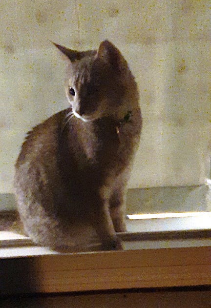 What’s New Pussycat? A Love Song For Your Pet | by Amy Greenberg | Medium
