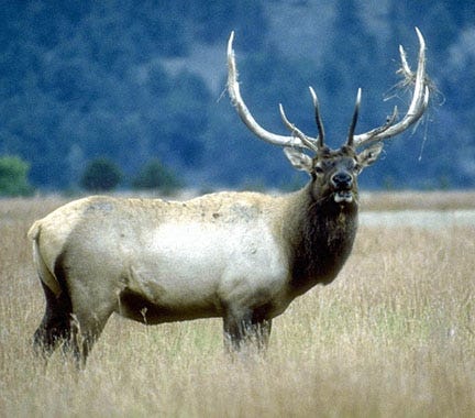 The Testosterone Myth and My Antlers | by Jonathon Mumford | Medium