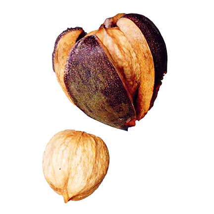 Tiny Nut - Sage Lea Lane, M.F.A., M.Ed. - Medium