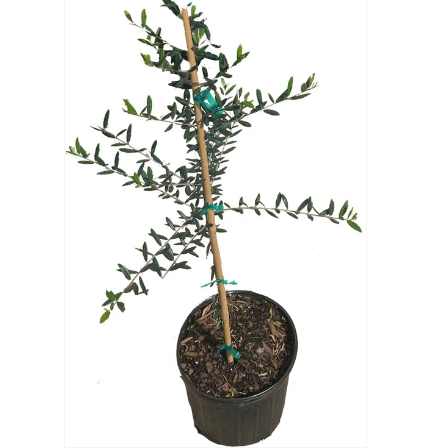 Olive Trees 101: The Ultimate Comprehensive Guide | by Everglades Farm ...