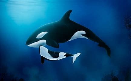 A Comprehensive Guide to Effortless Orca ($ORCA) Staking and Reward Optimization | by Orca News ...
