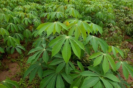 Cassava Leaf Disease Identification & Classification Using CNN | by ...