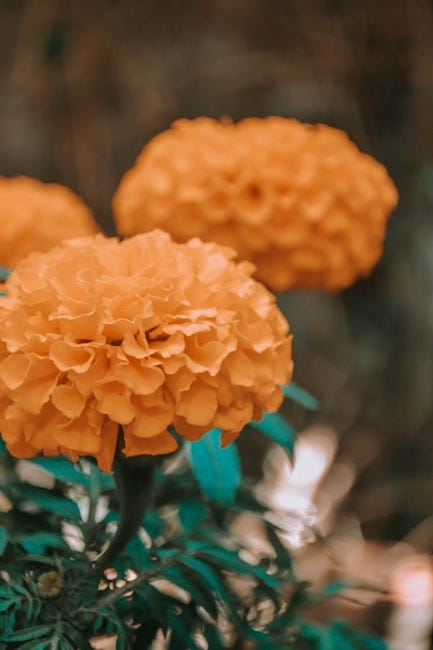 Mighty Marigolds. - Tasha - Medium