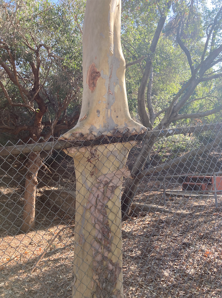 I Found A Tree Eating a Fence - Ride the Wave - Medium