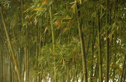 Bamboo — the most Chinese Plants. Future with tradition | by Bustling ...