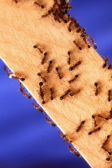 Responding to Emergency Pest Attacks | by Oscar Nelson | Medium