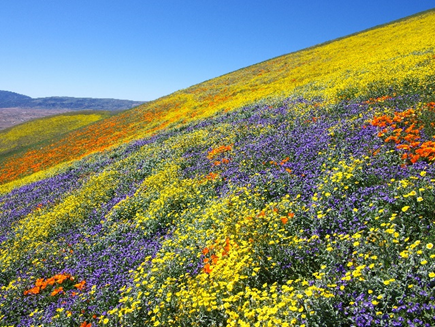 BLOOM Overview. BLOOM is an open-access multilingual… | by Alexander ...