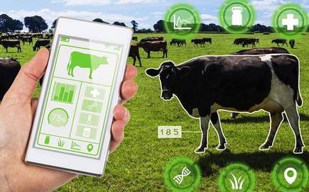 Dairy Herd Management Systems: Making Cow Care a Breeze | by ...